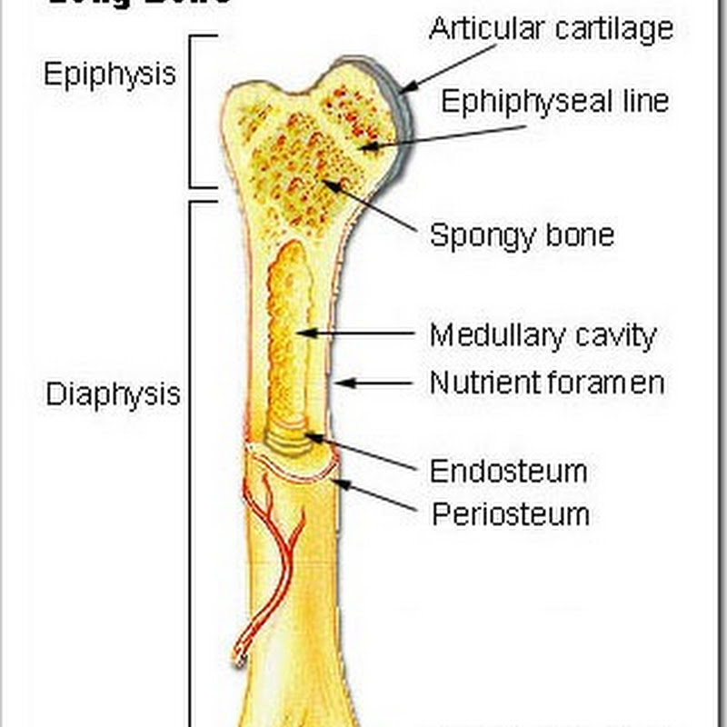 long bone pic - Test blog